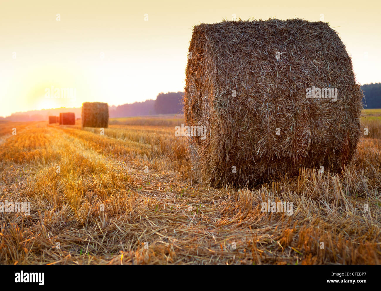 Sunrise over harvested field with hay bales Stock Photo - Alamy