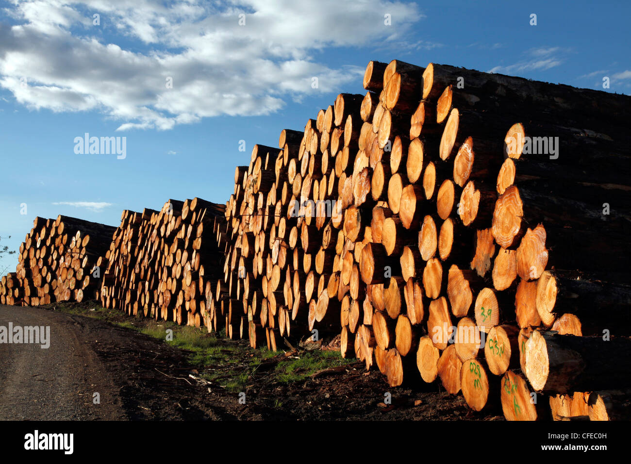 Logs For Export High Resolution Stock Photography and Images - Alamy