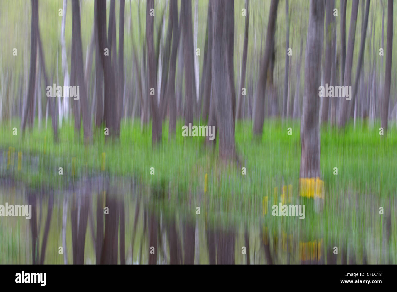 Puise forest, Matsalu Nature Park, Estonia Stock Photo - Alamy