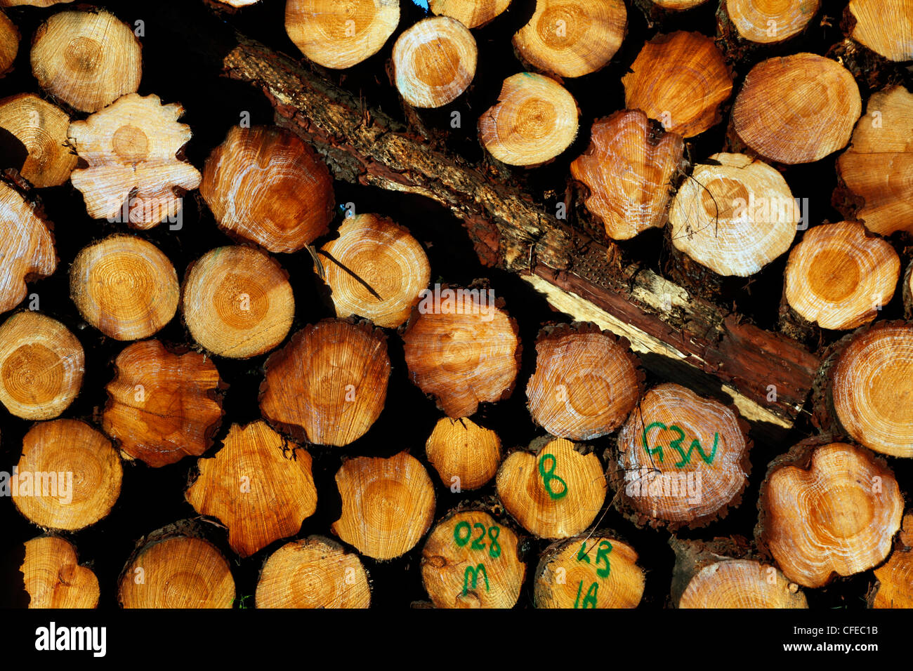 Deforestation and logs for export in a timberyard in New South Wales ...