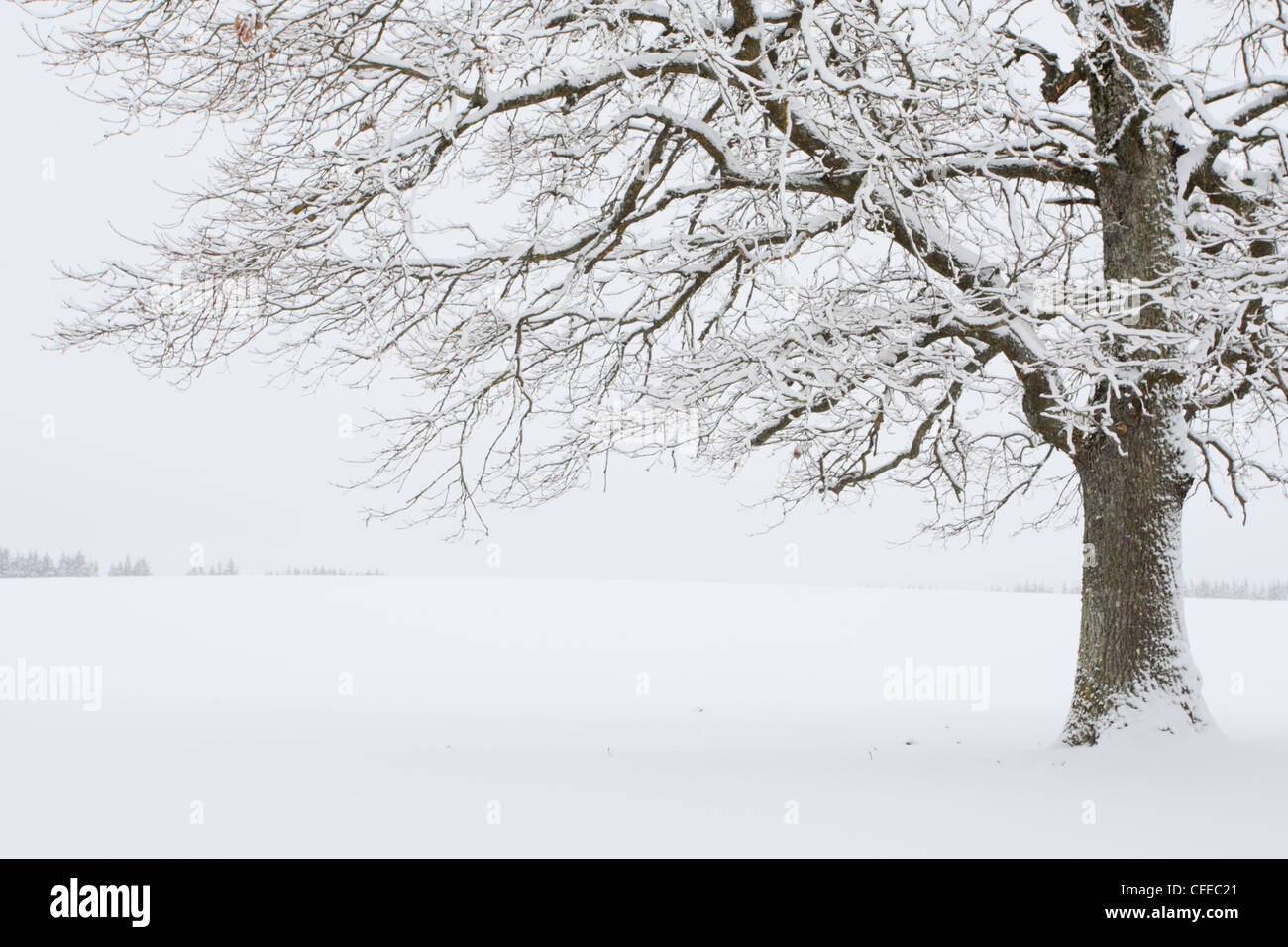 Tree covered in frost hi-res stock photography and images - Alamy