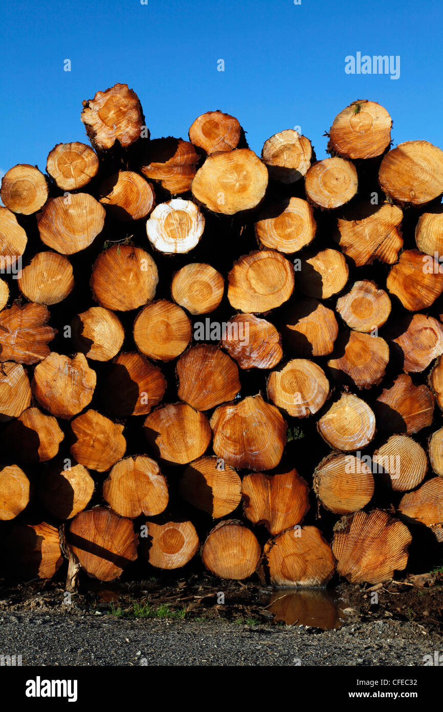 Deforestation and logs for export in a timberyard in New South Wales ...
