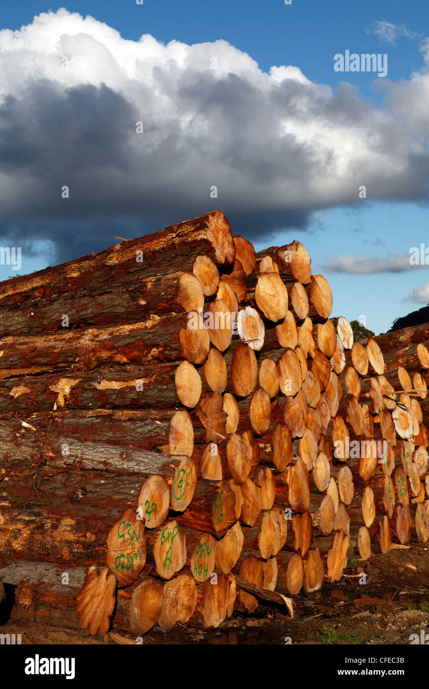 Deforestation and logs for export in a timberyard in New South Wales ...