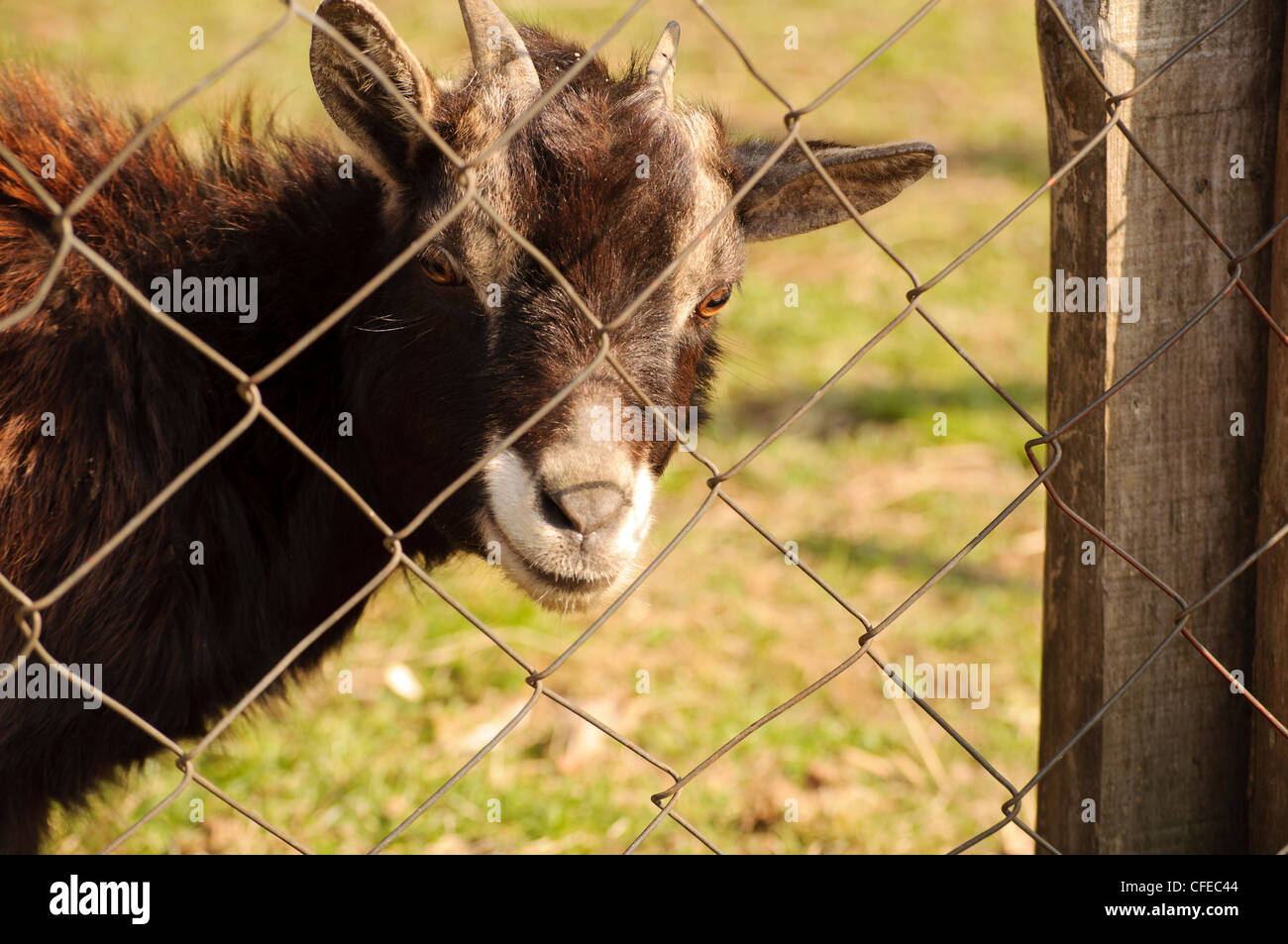 Goat species hi-res stock photography and images - Alamy