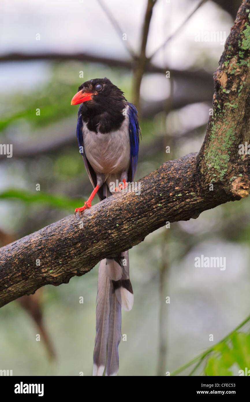 Red-billed Blue Magpie, Urocissa erythrorhyncha Stock Photo - Alamy