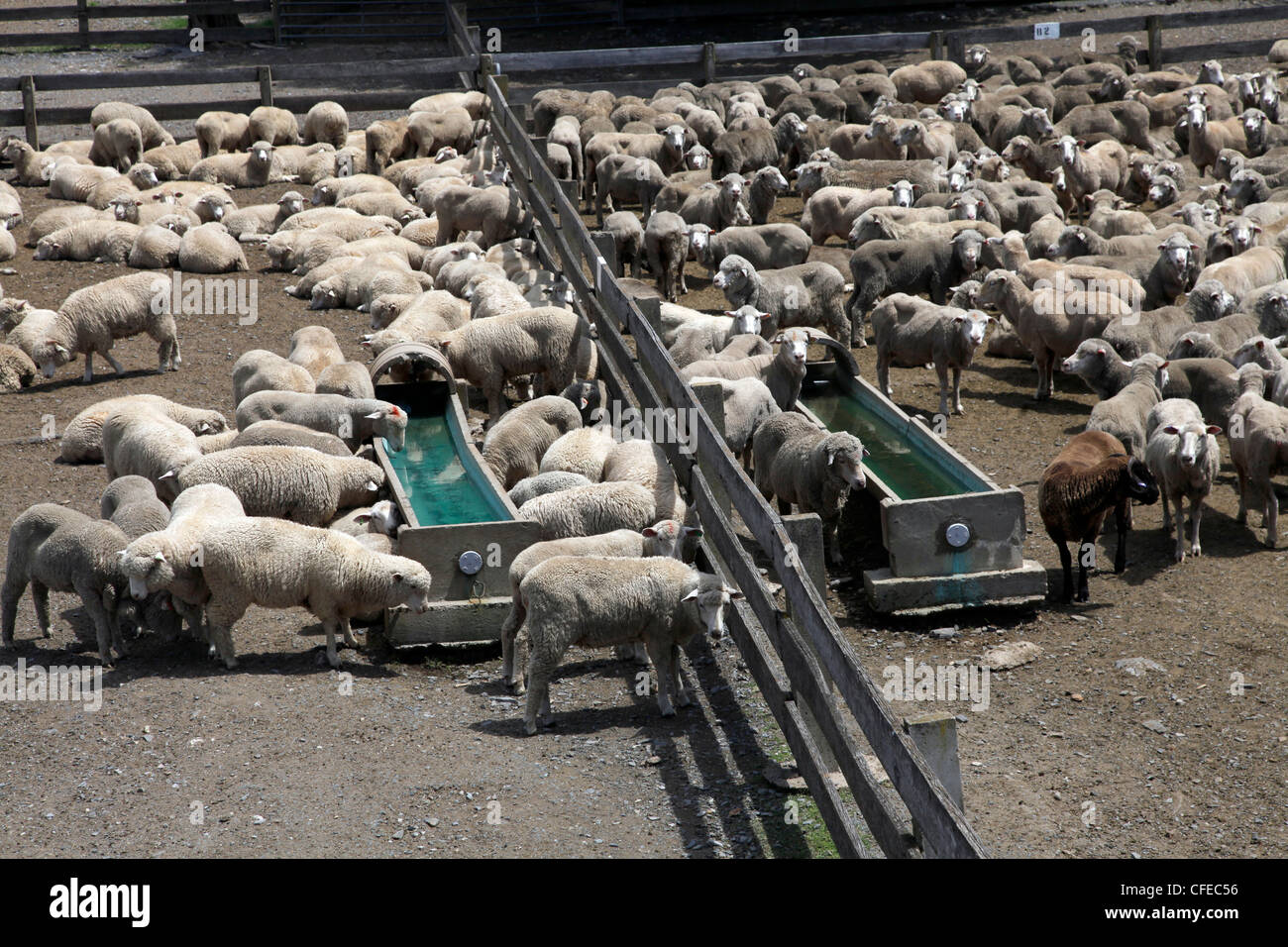 Australia new south wales sheep farm hi-res stock photography and ...