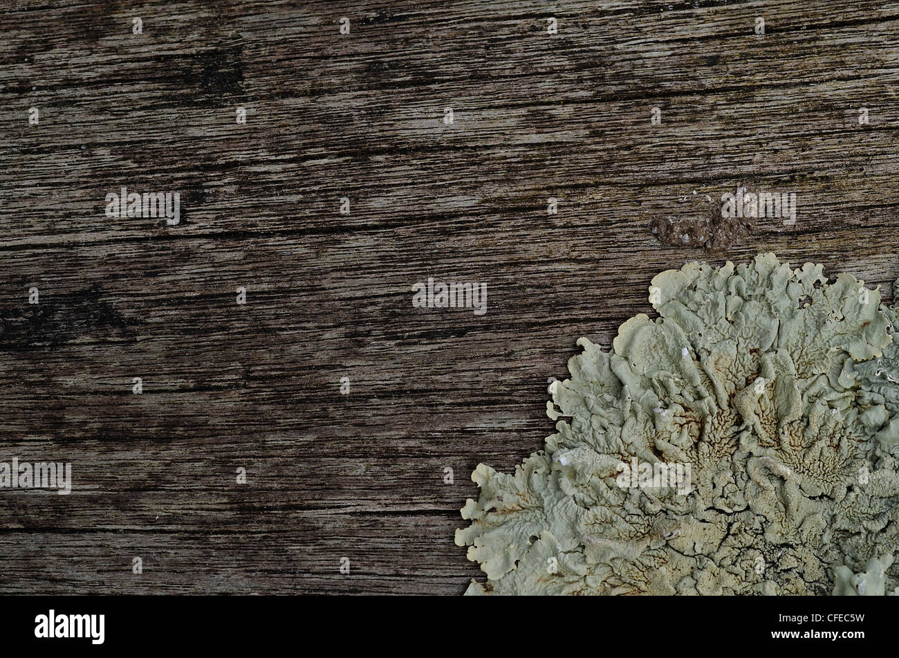 Lichen bench High Resolution Stock Photography and Images - Alamy