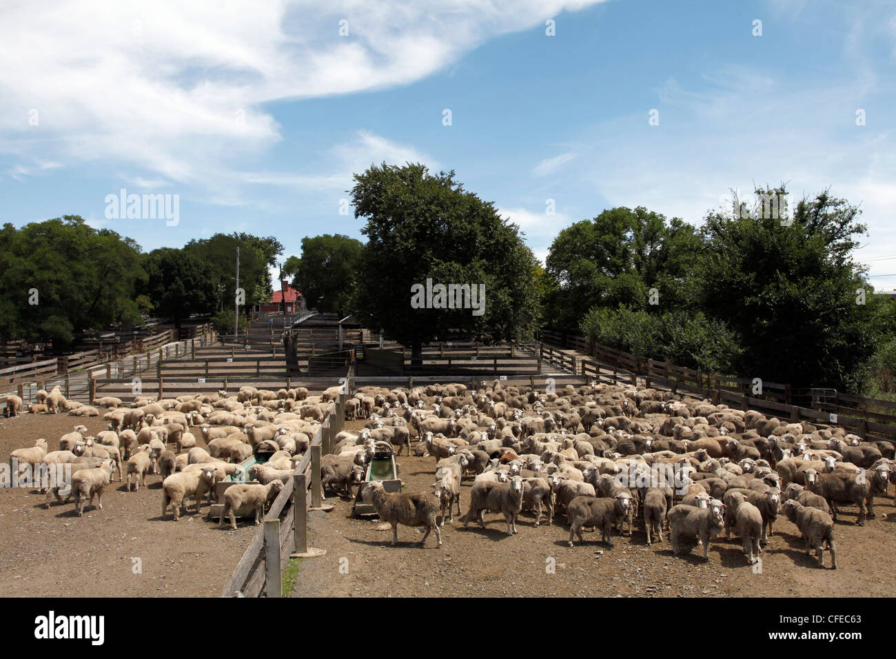 Australia new south wales sheep farm hi-res stock photography and ...