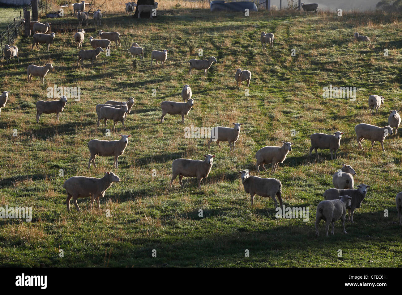 Australia New South Wales Sheep Farm High Resolution Stock Photography ...