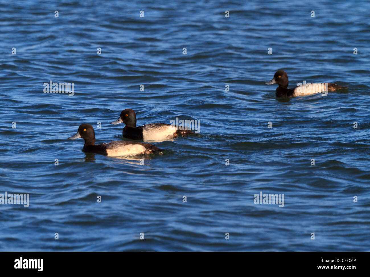 Bluebill duck hi-res stock photography and images - Alamy