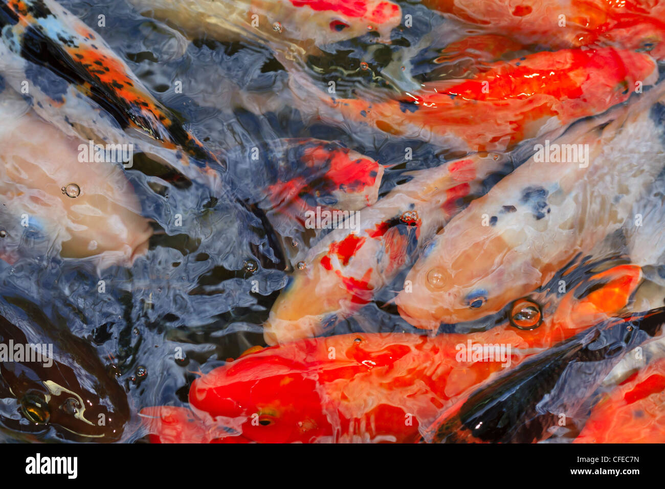 Ornamental carp hi-res stock photography and images - Alamy