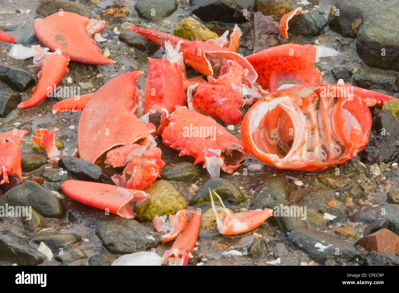 Lobster shells after a shoreline dinner Stock Photo - Alamy