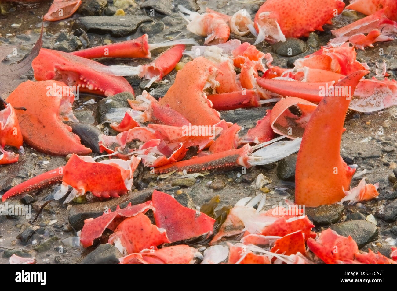 Lobster shells after a shoreline feast Stock Photo - Alamy