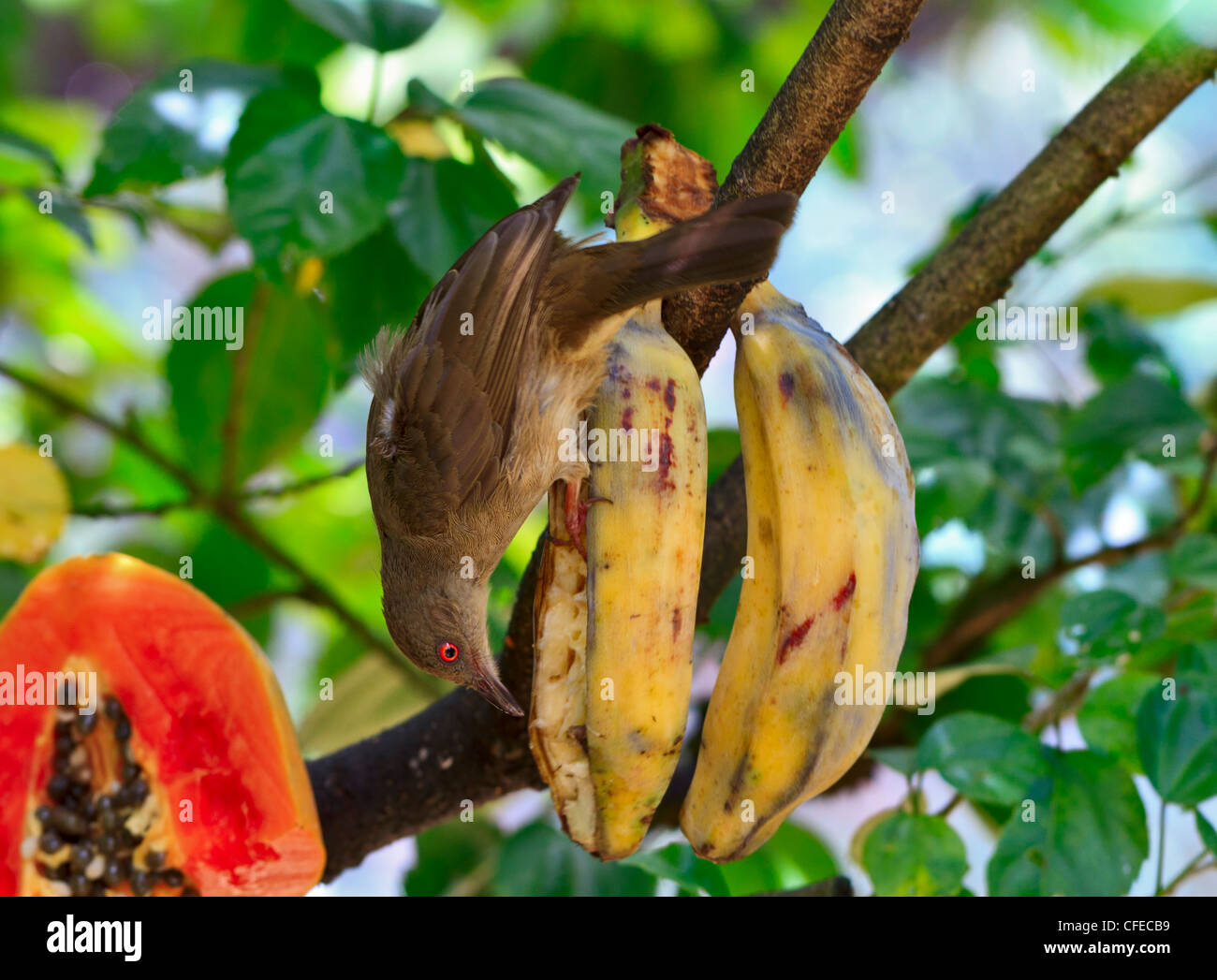 Kuala lumpur bird park hi-res stock photography and images - Alamy