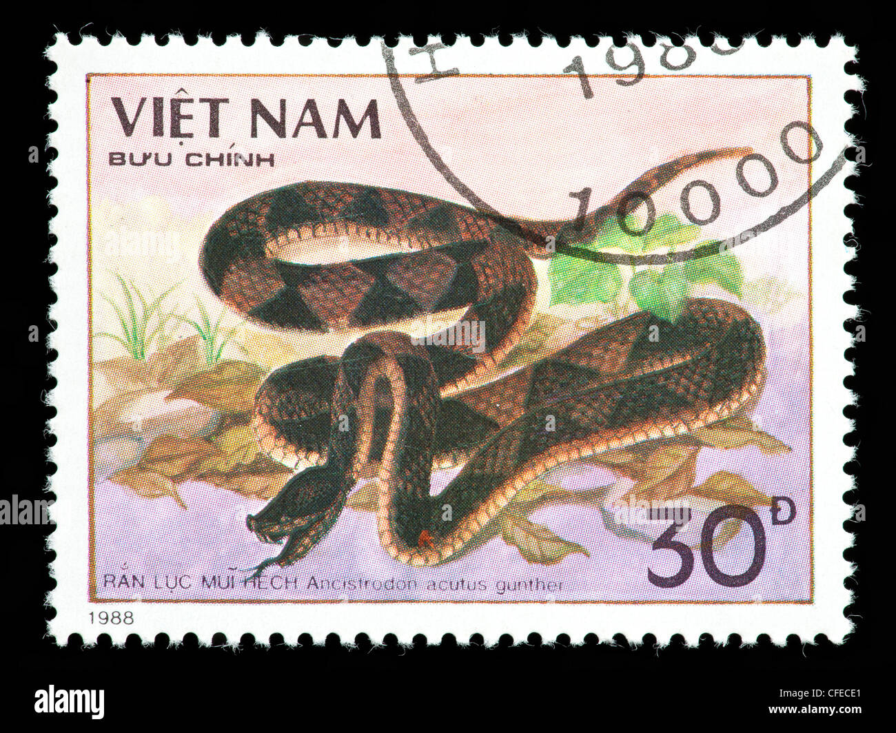 Postage stamp from Vietnam depicting sharp-nosed viper (Ancistrodon ...