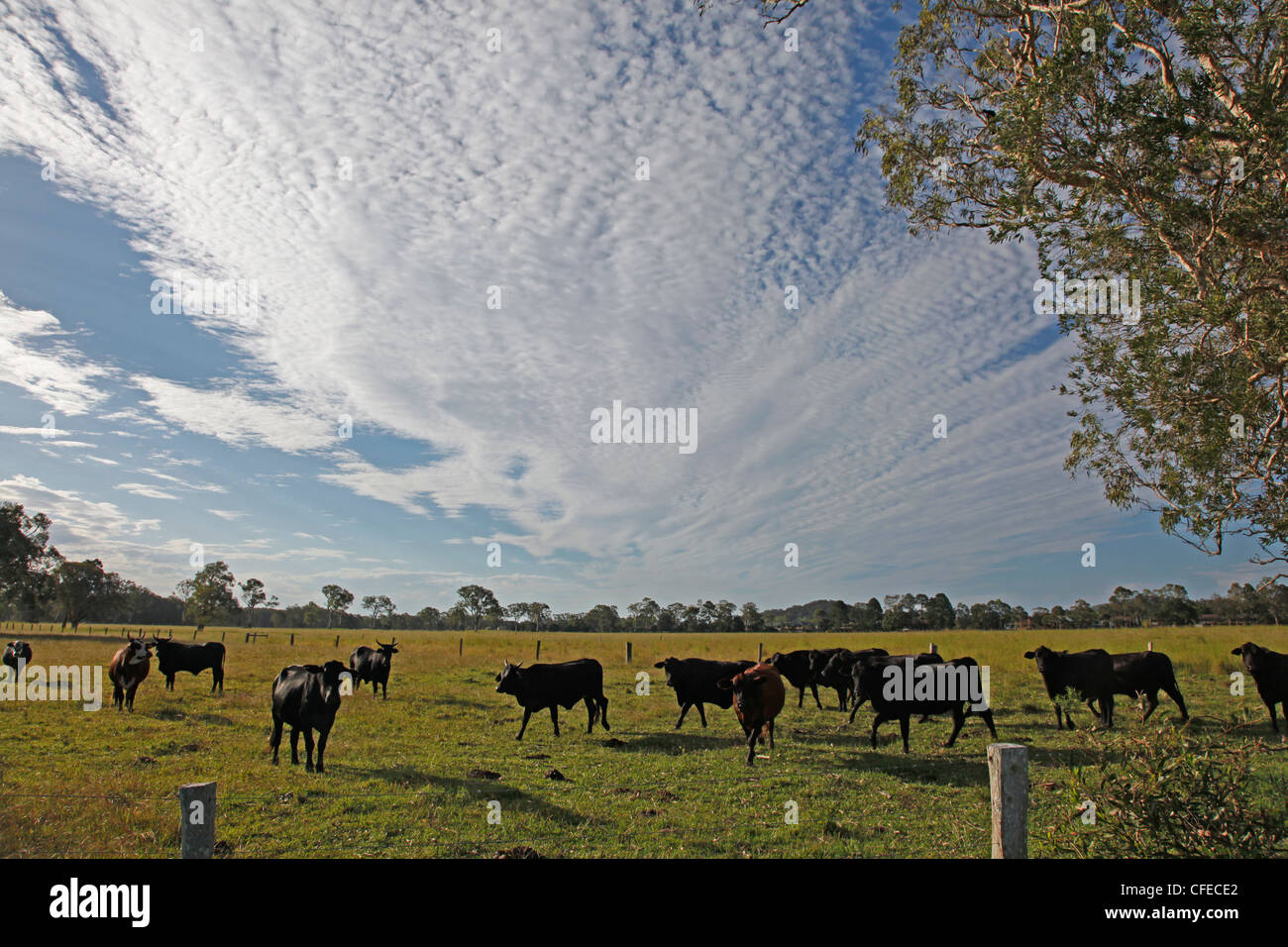 Herd of cows in a cattle ranch in Queensland, Australia Stock Photo - Alamy
