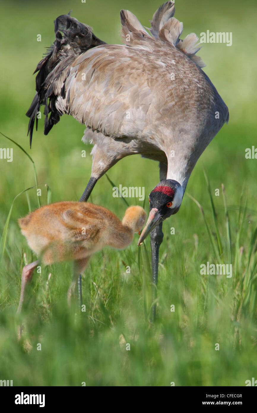 Feeding baby crane hi-res stock photography and images - Alamy