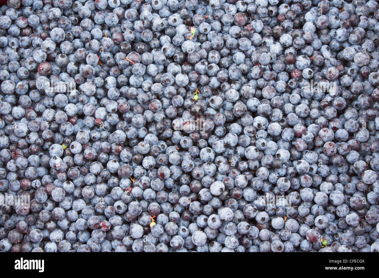 Box of Maine Wild Blueberries Stock Photo - Alamy