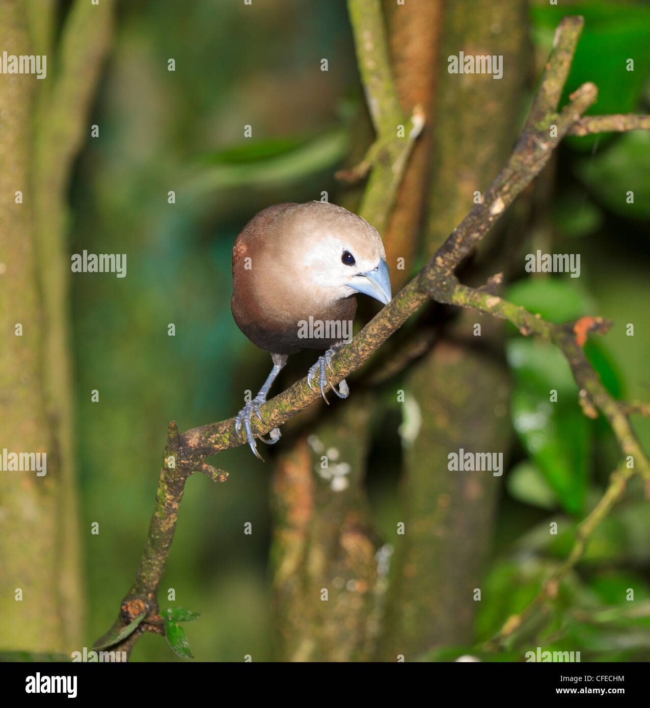 White Munia High Resolution Stock Photography and Images - Alamy