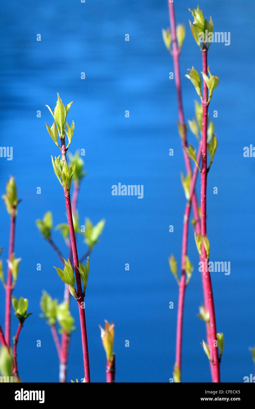 sprouting tree in spring Stock Photo - Alamy