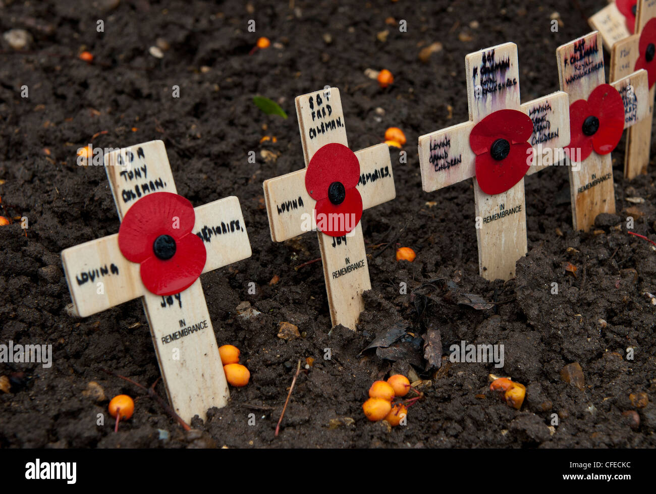 Remembrance day wooden crosses Stock Photo - Alamy