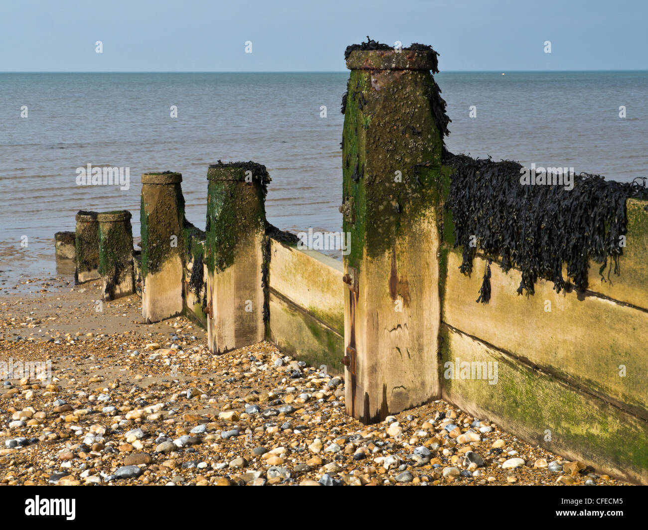 A wooden Groyne with seaweed on Whitstable beach Stock Photo - Alamy