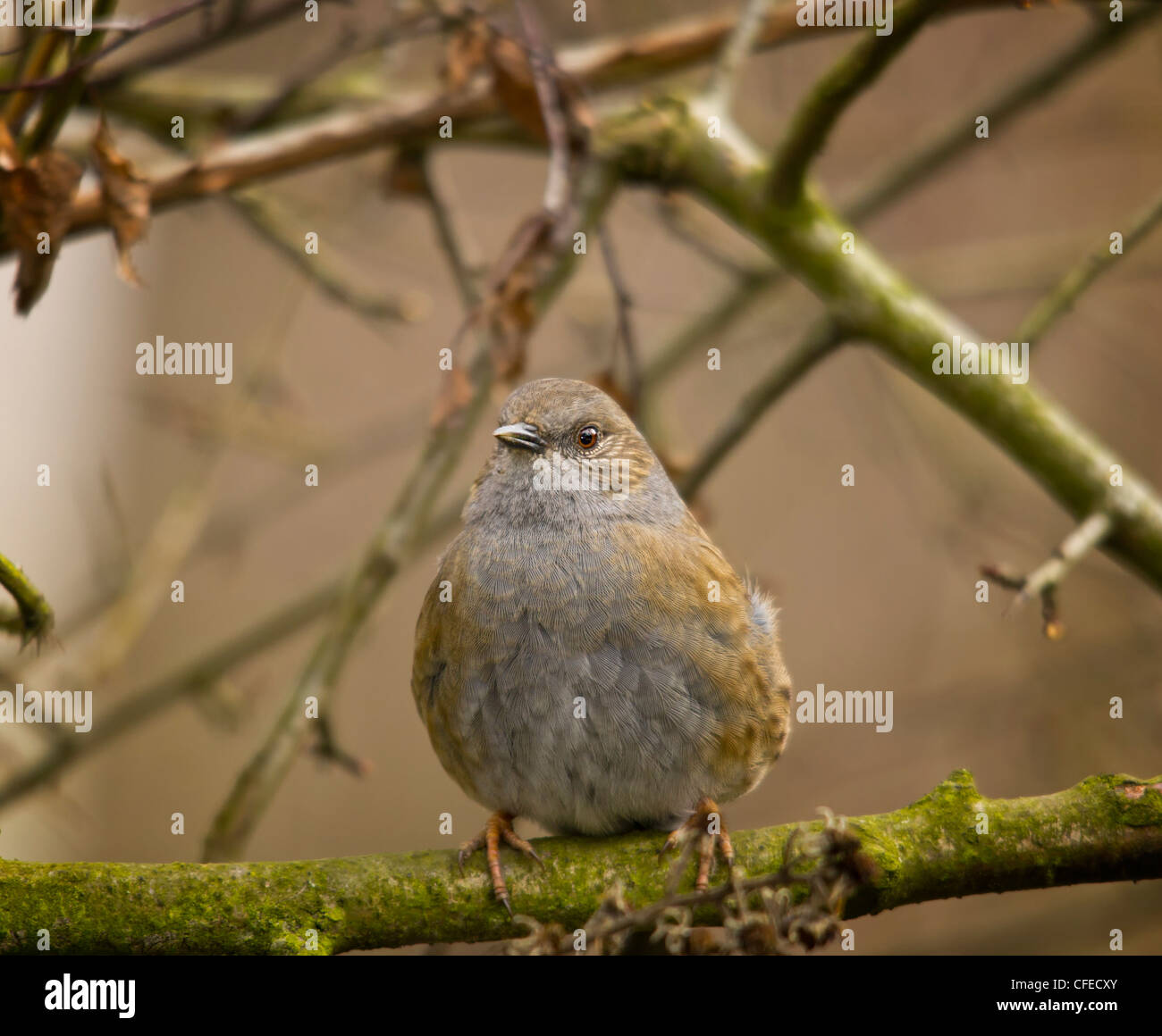 Dunnock on a bird feeder hi-res stock photography and images - Alamy