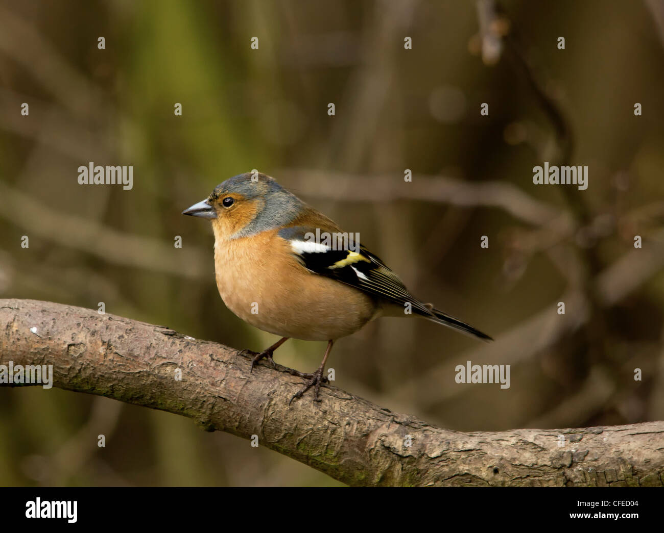 Chaffinch - Bird Stock Photo - Alamy