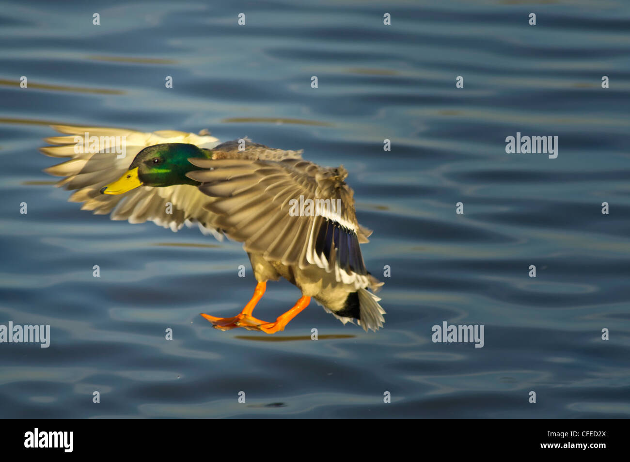 Mallard Duck about to land Stock Photo - Alamy