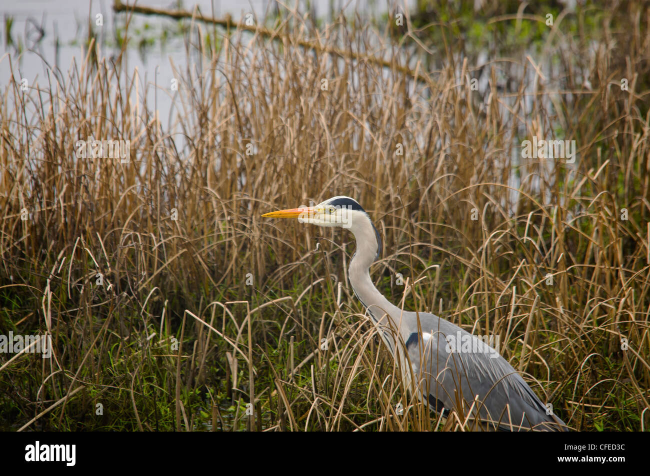 Grey herron hi-res stock photography and images - Alamy