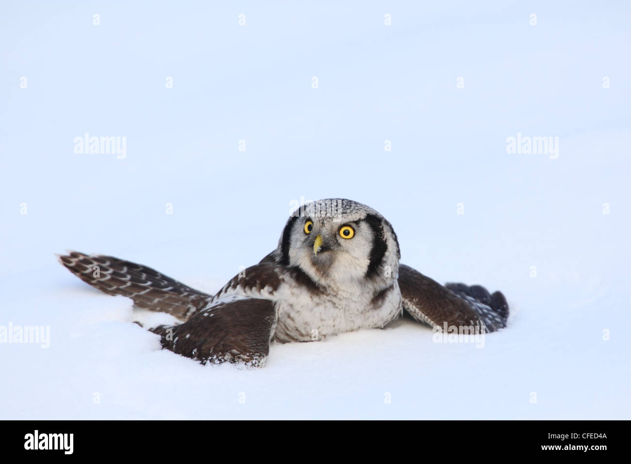 Hunt snow uk hi-res stock photography and images - Alamy