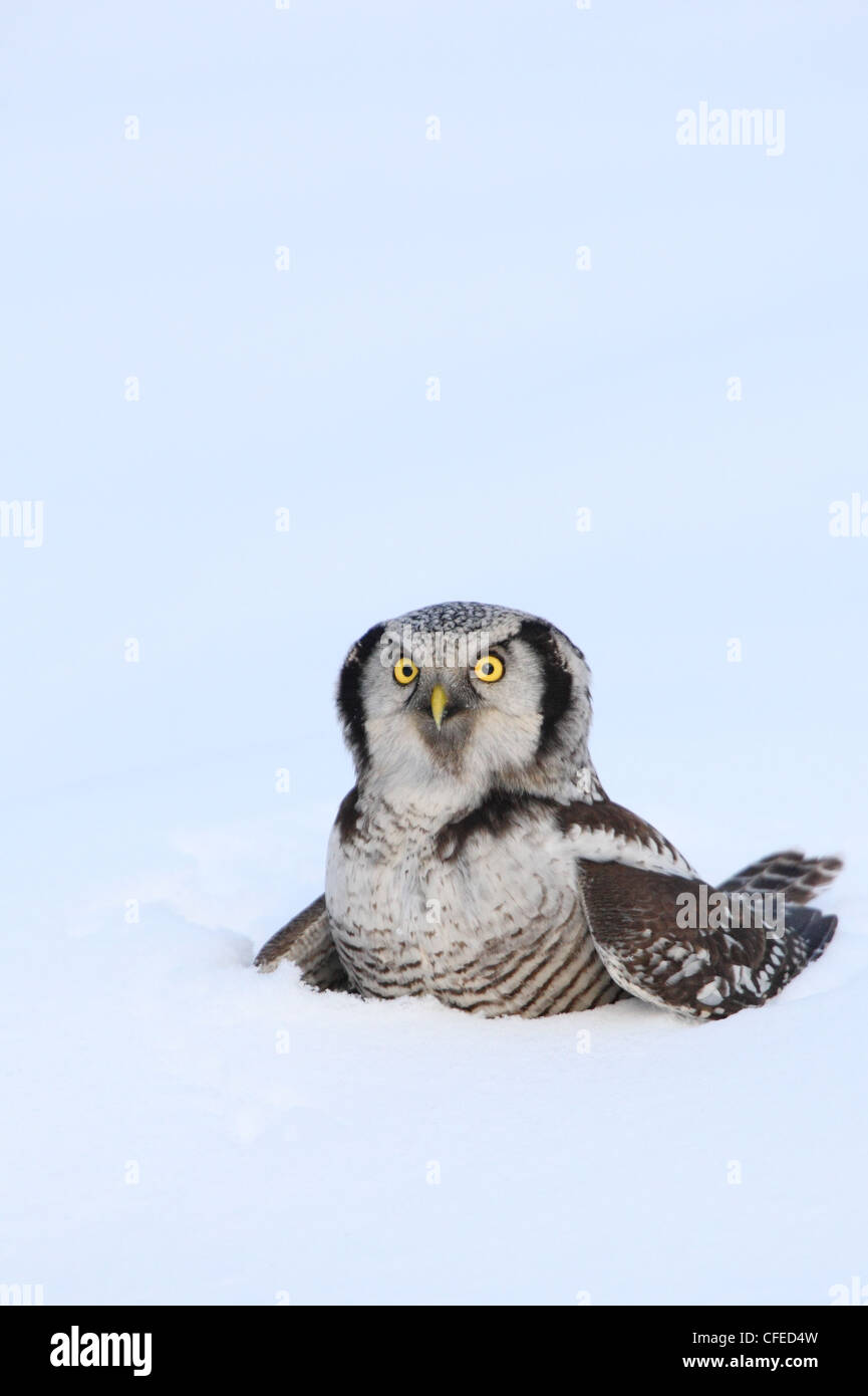 Hunt snow uk hi-res stock photography and images - Alamy