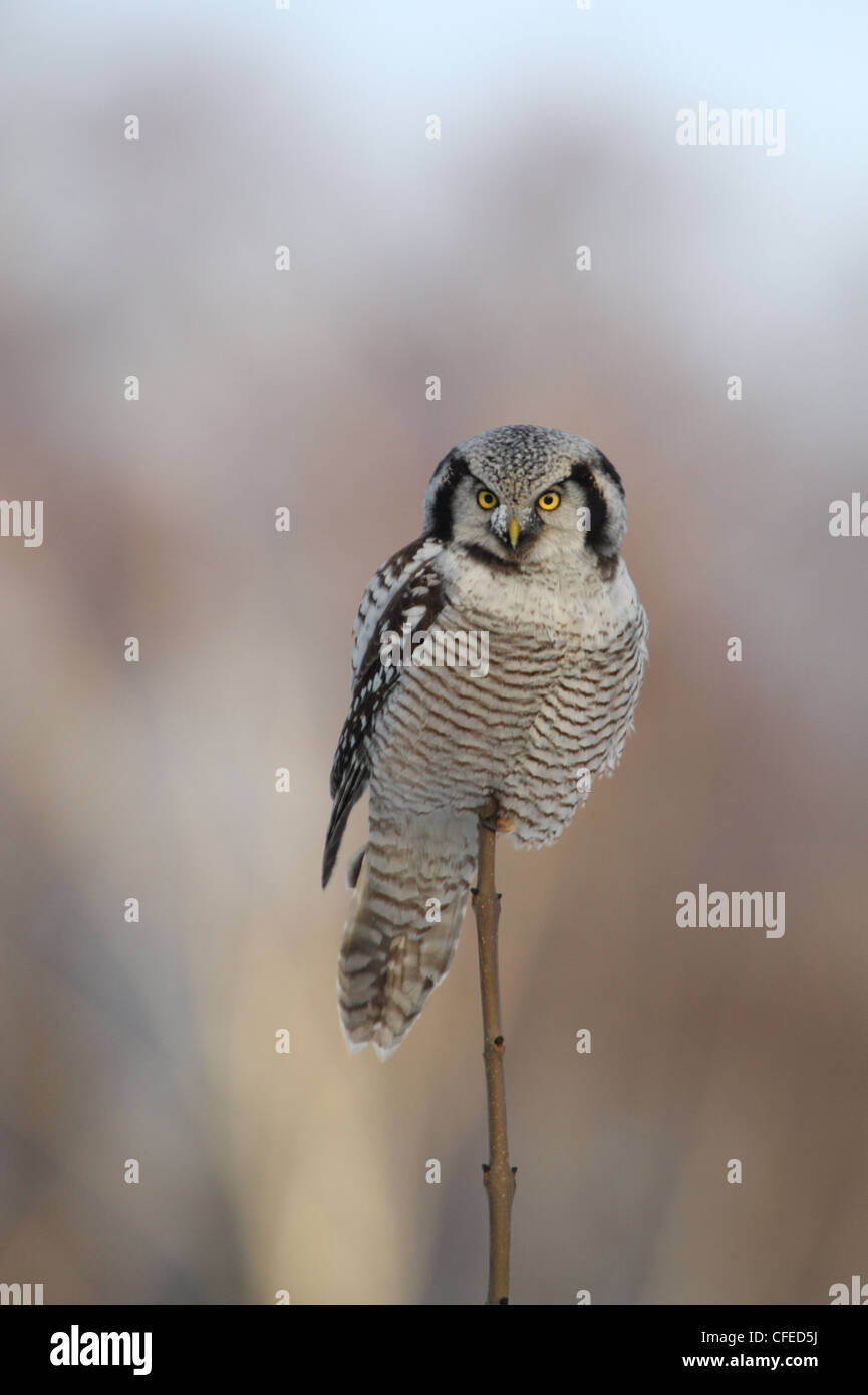 Wild Northern Hawk Owl (Surnia ulula) with a little snow on his beak ...