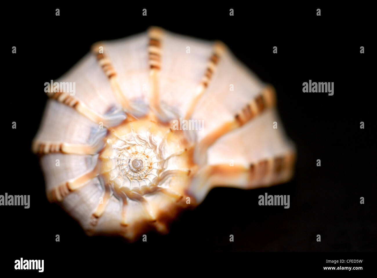 Shell in Studio Stock Photo - Alamy
