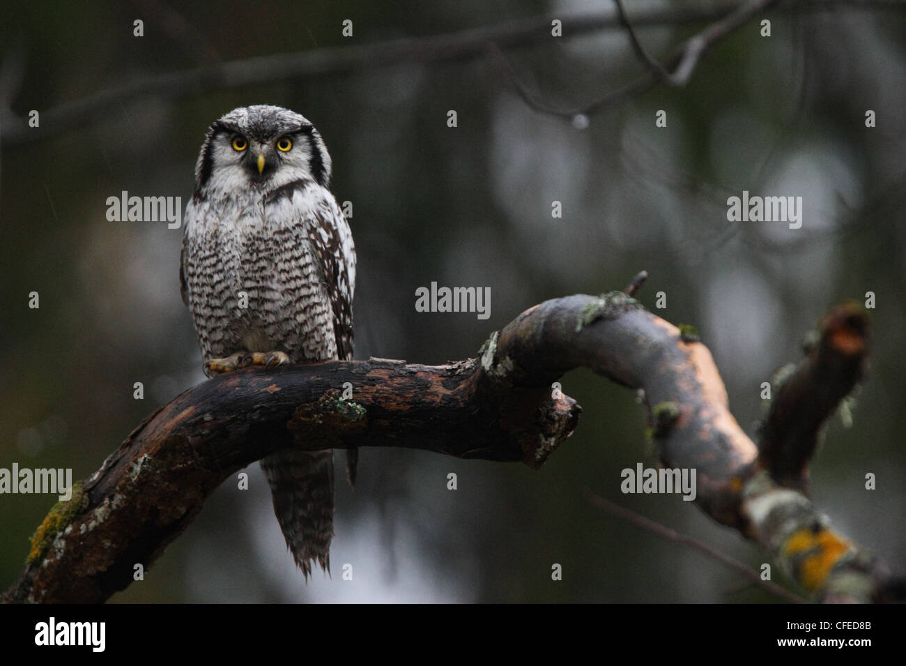 Portrait of Wild Northern Hawk Owl (Surnia ulula), Europe Stock Photo - Alamy