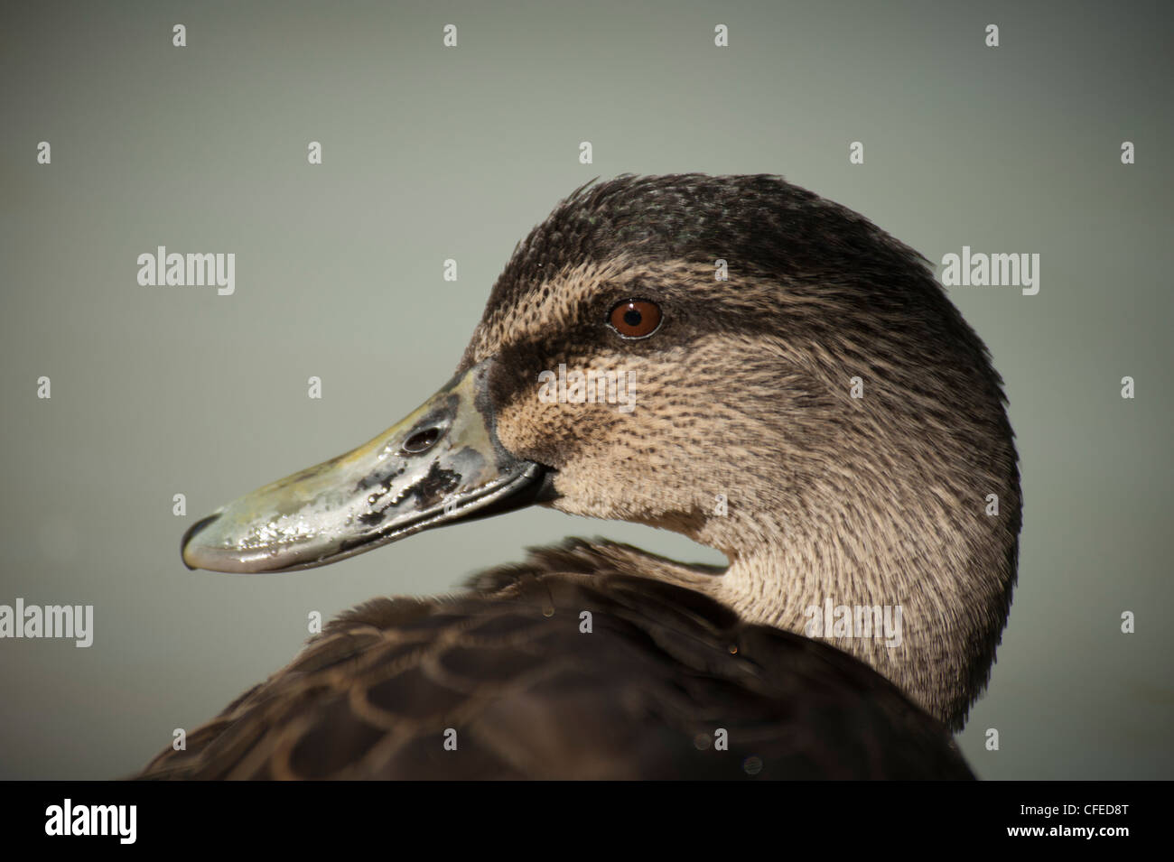 Duck face hi-res stock photography and images - Alamy