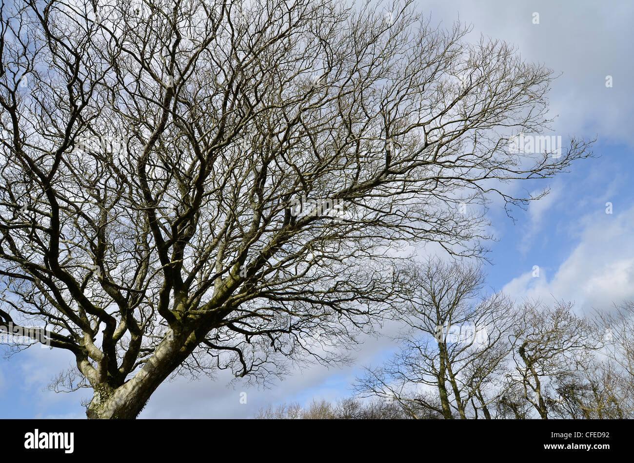Sculpted tree hi-res stock photography and images - Alamy