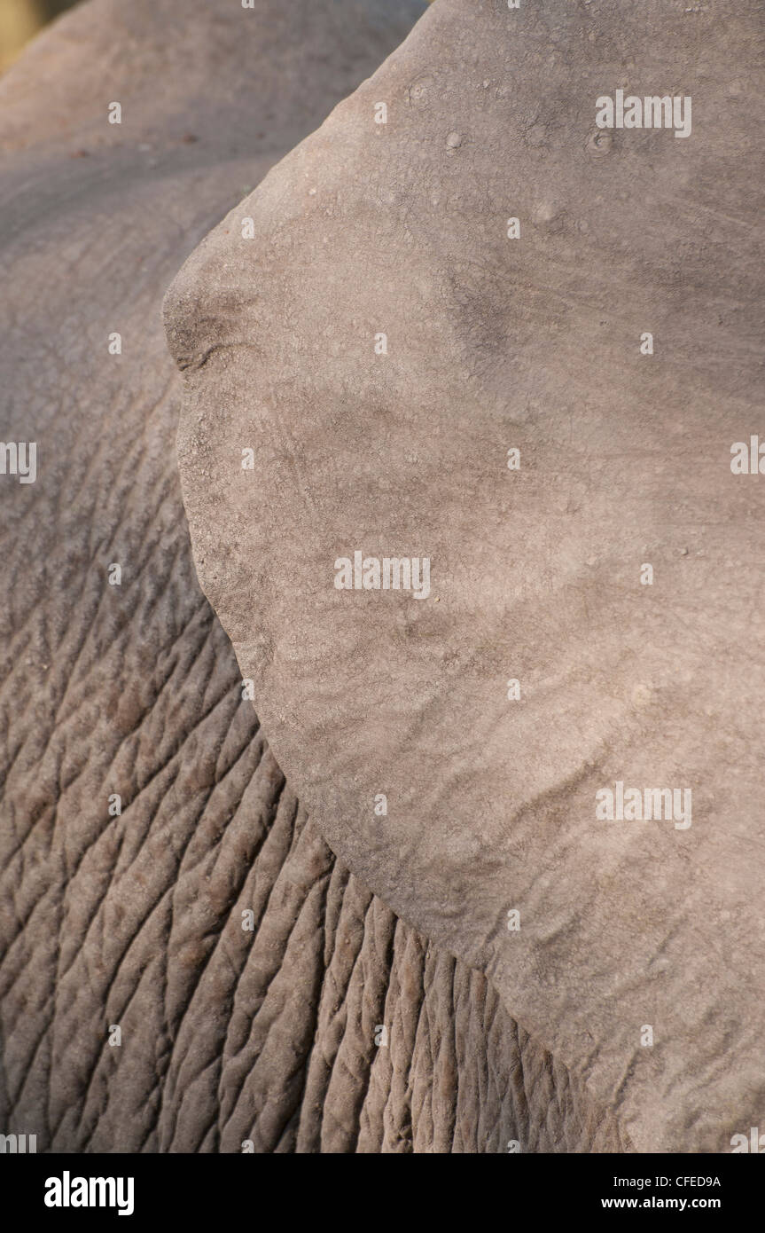 African elephant ear close up portrait skin Stock Photo - Alamy
