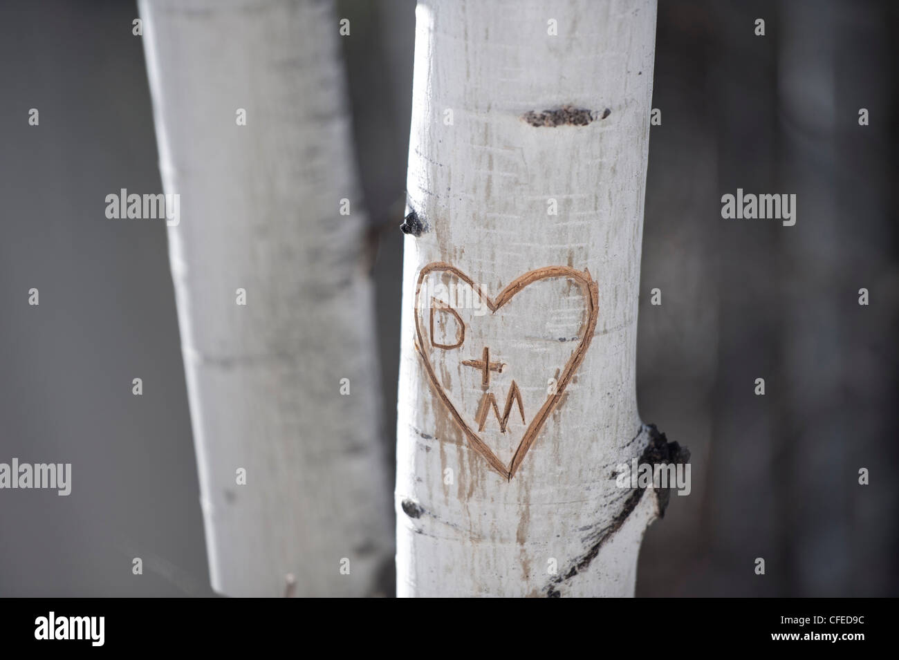 initials and heart carved into tree Stock Photo - Alamy