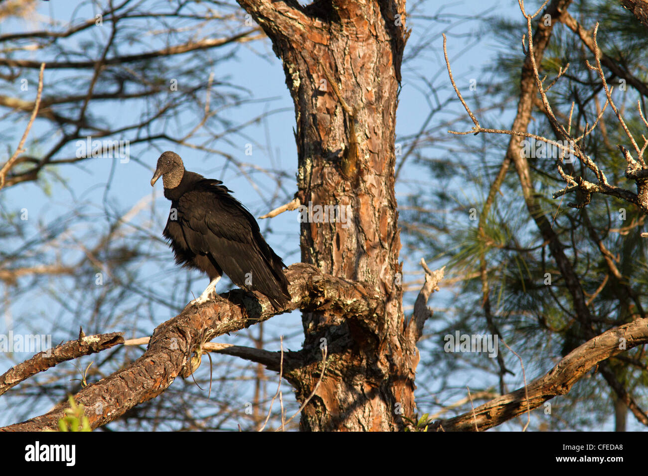 Black vulture (Coragyps atratus Stock Photo - Alamy