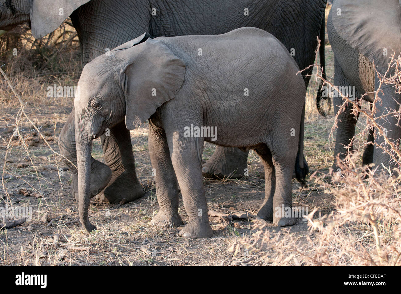 wild baby elephant in Masai Mara East Africa standing up among herd ...