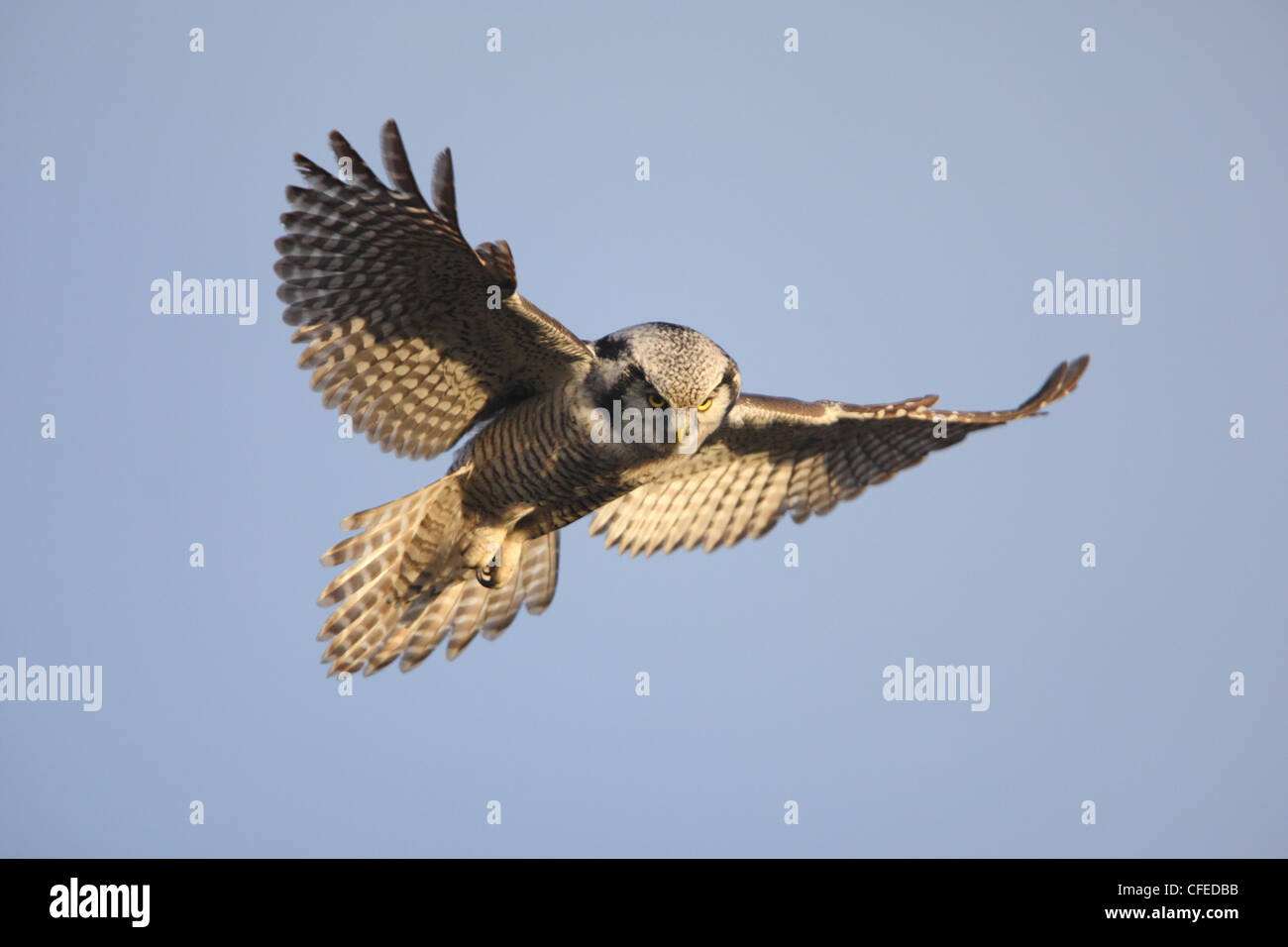 A Northern Hawk Owl hovering above its hunting spot. Europe Stock Photo ...