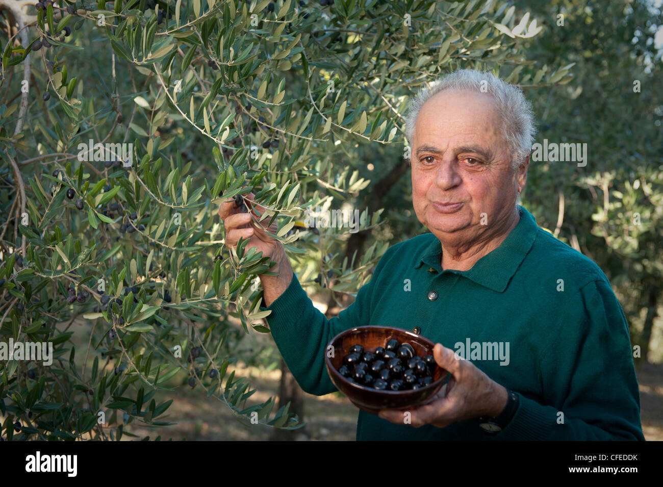 Italian farmer showing his olives growing on farm Stock Photo - Alamy