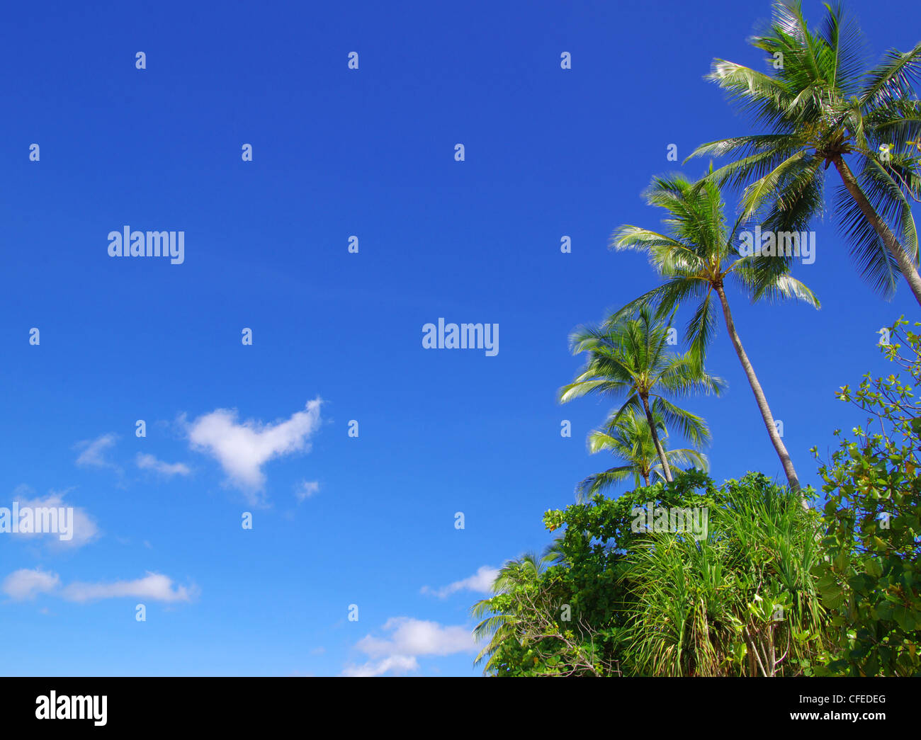 Palm tree blue background hi-res stock photography and images - Alamy