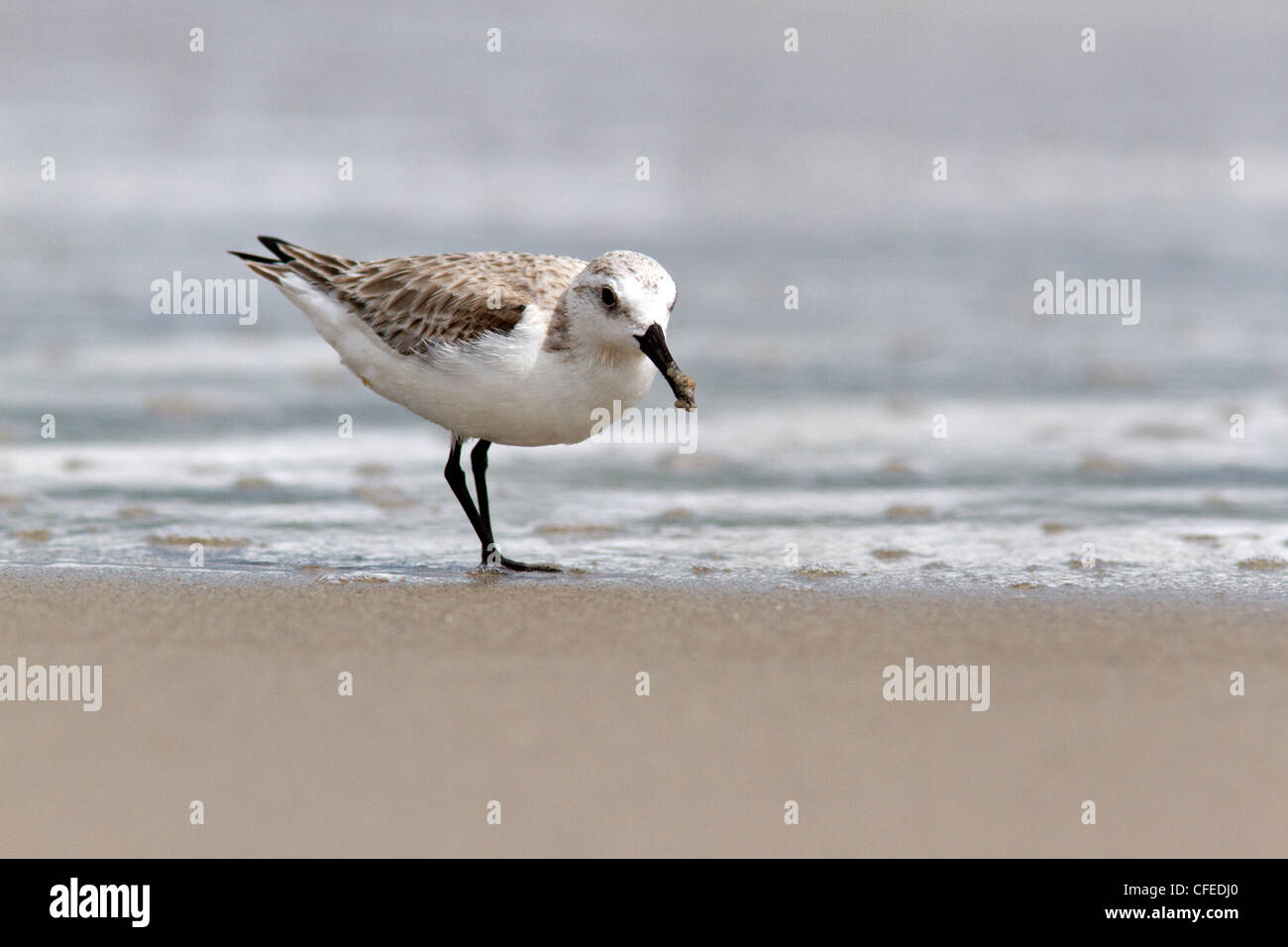 Sanderling (Calidris alba) on the beach searching for food Stock Photo ...