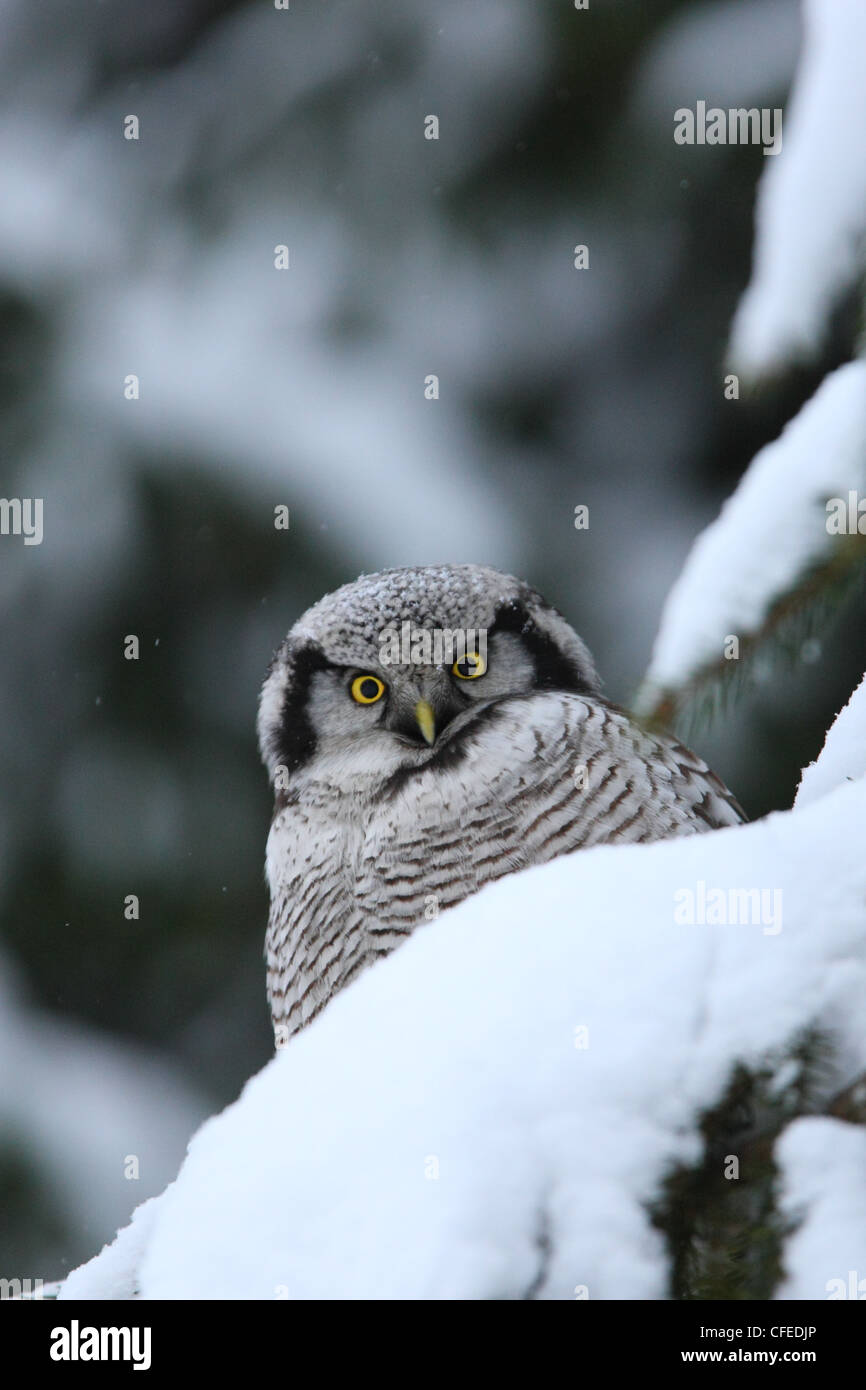 Snowy owl observing hi-res stock photography and images - Alamy