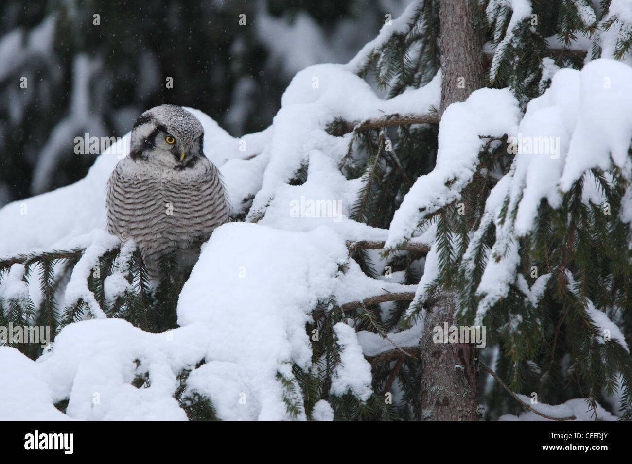 Northern Hawk Owl Stock Photos & Northern Hawk Owl Stock Images - Alamy