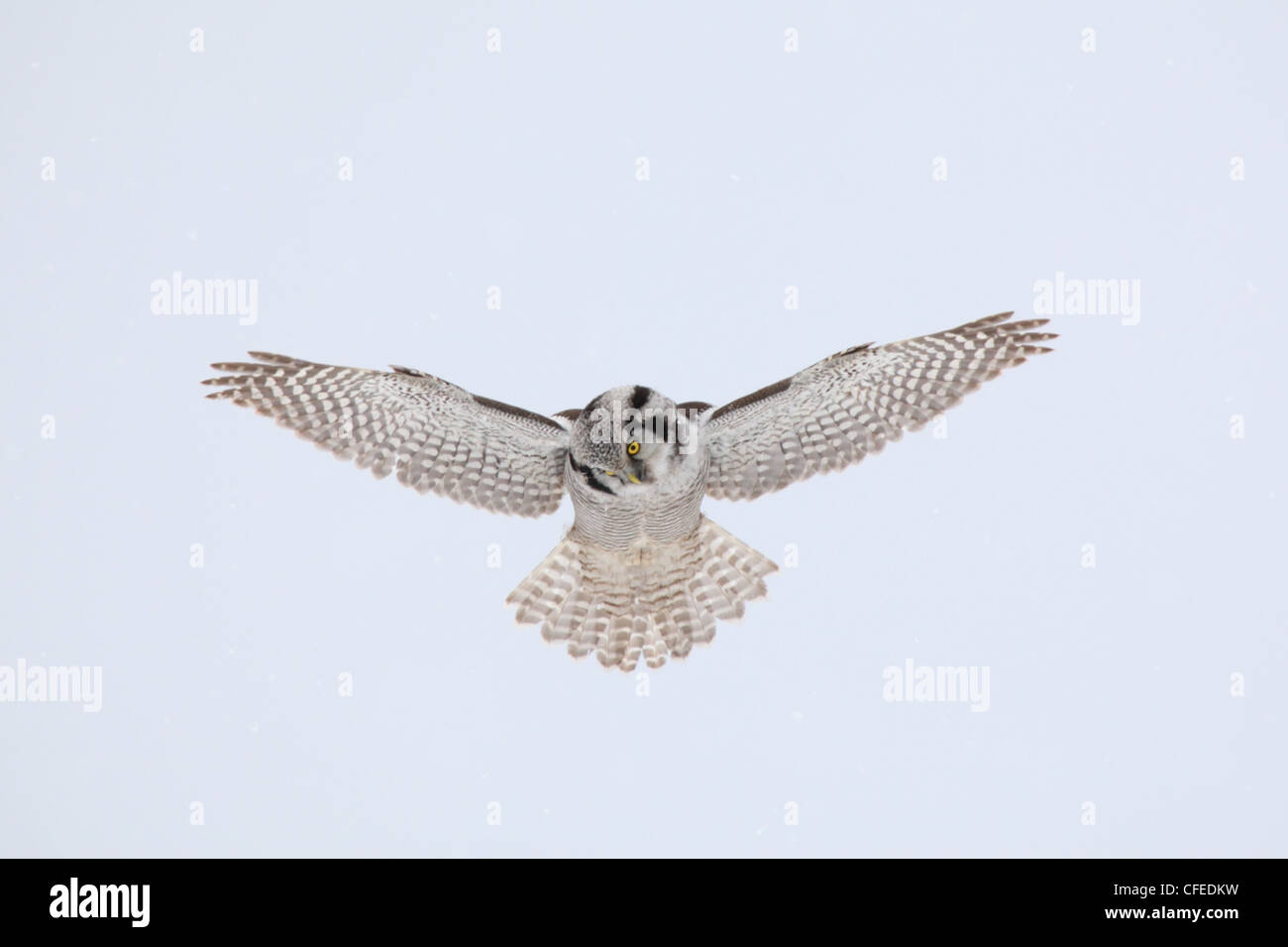 A Northern Hawk Owl hovering above its hunting spot Stock Photo - Alamy