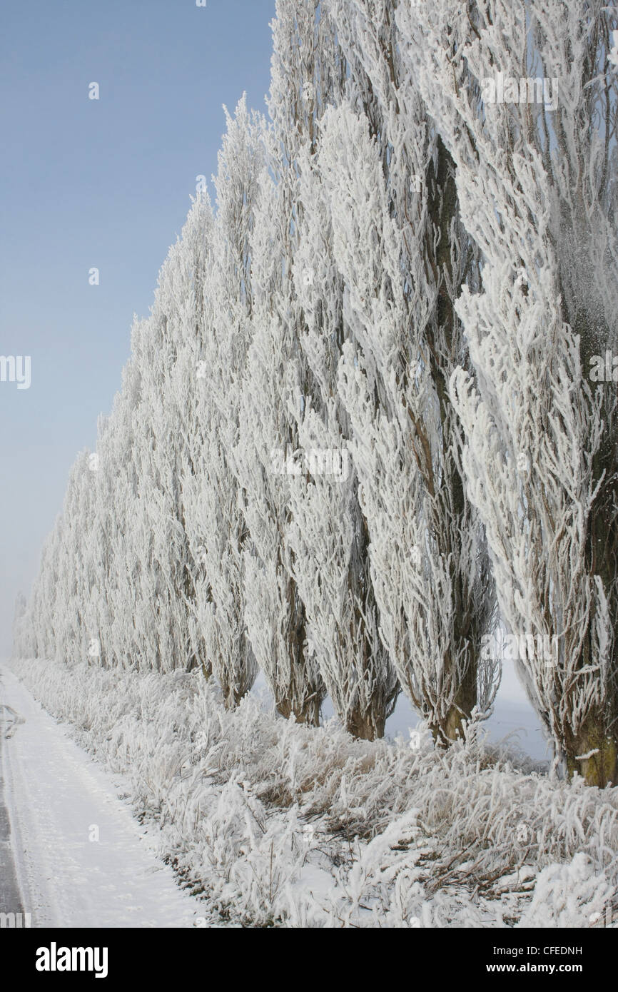 Freeze freezing frost hi-res stock photography and images - Alamy