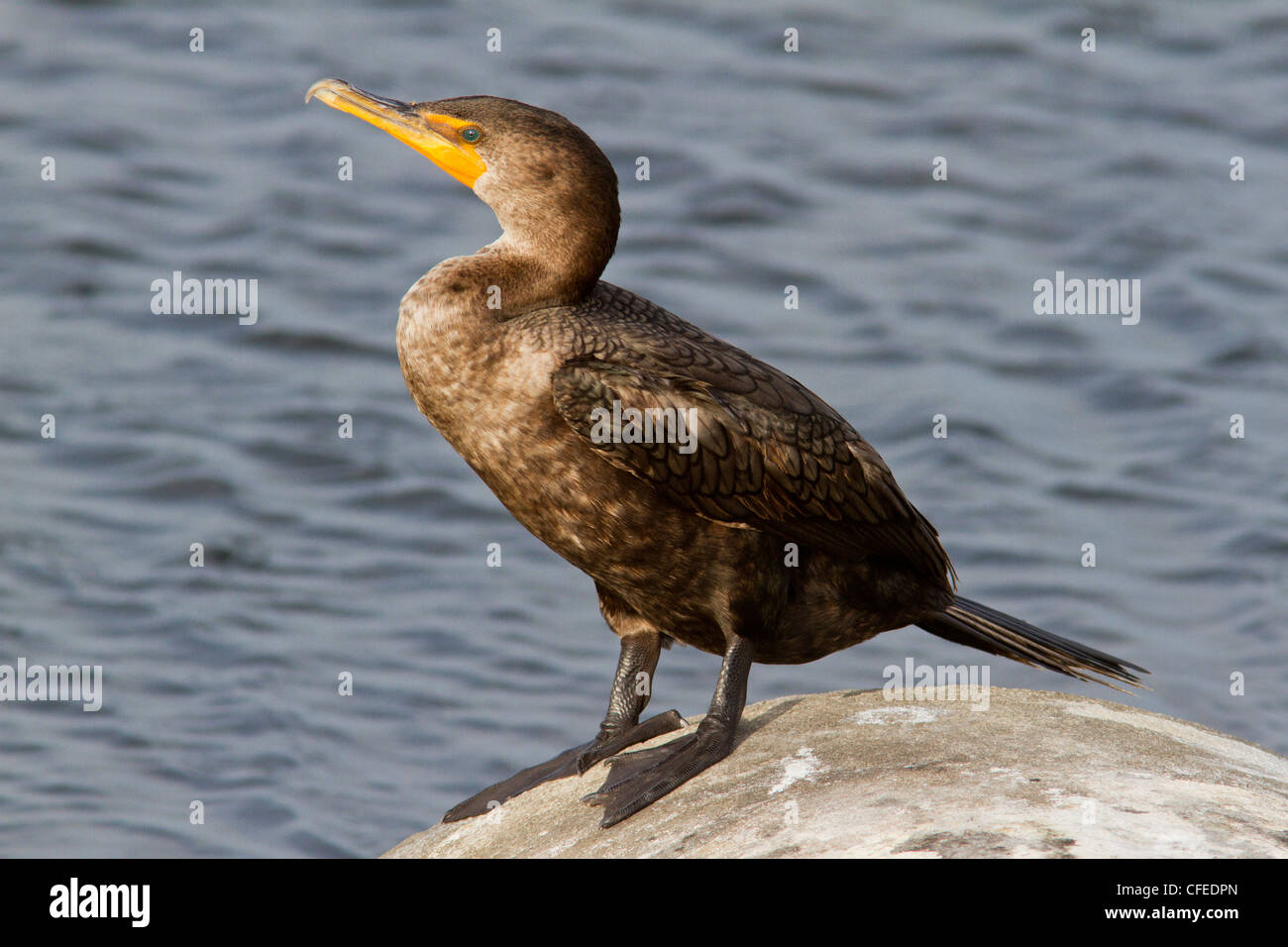Sunning double crested cormorant hi-res stock photography and images ...